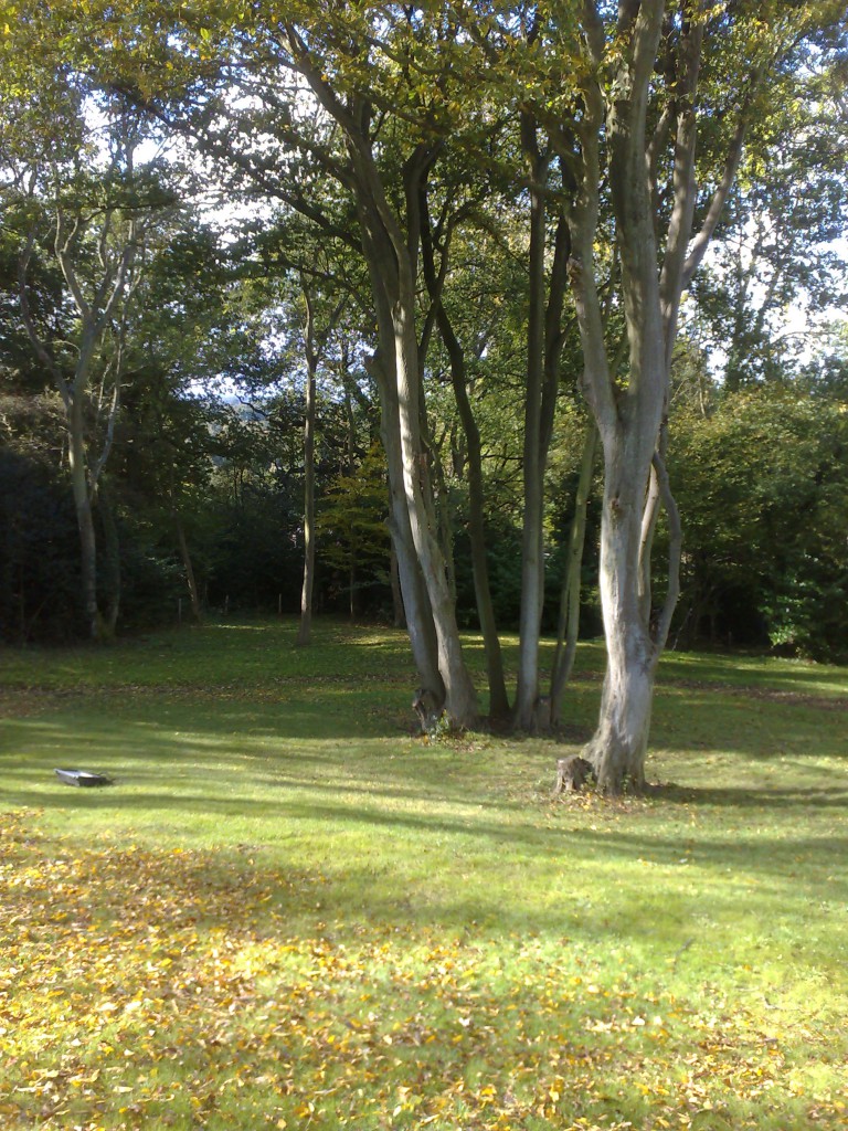 Crown Reduction - ATC Tree Surgeons