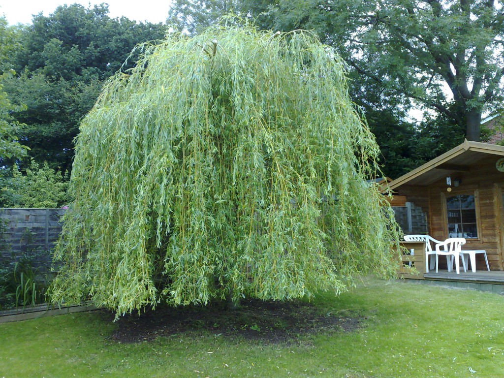 Canopy Thinning - ATC Tree Surgeons