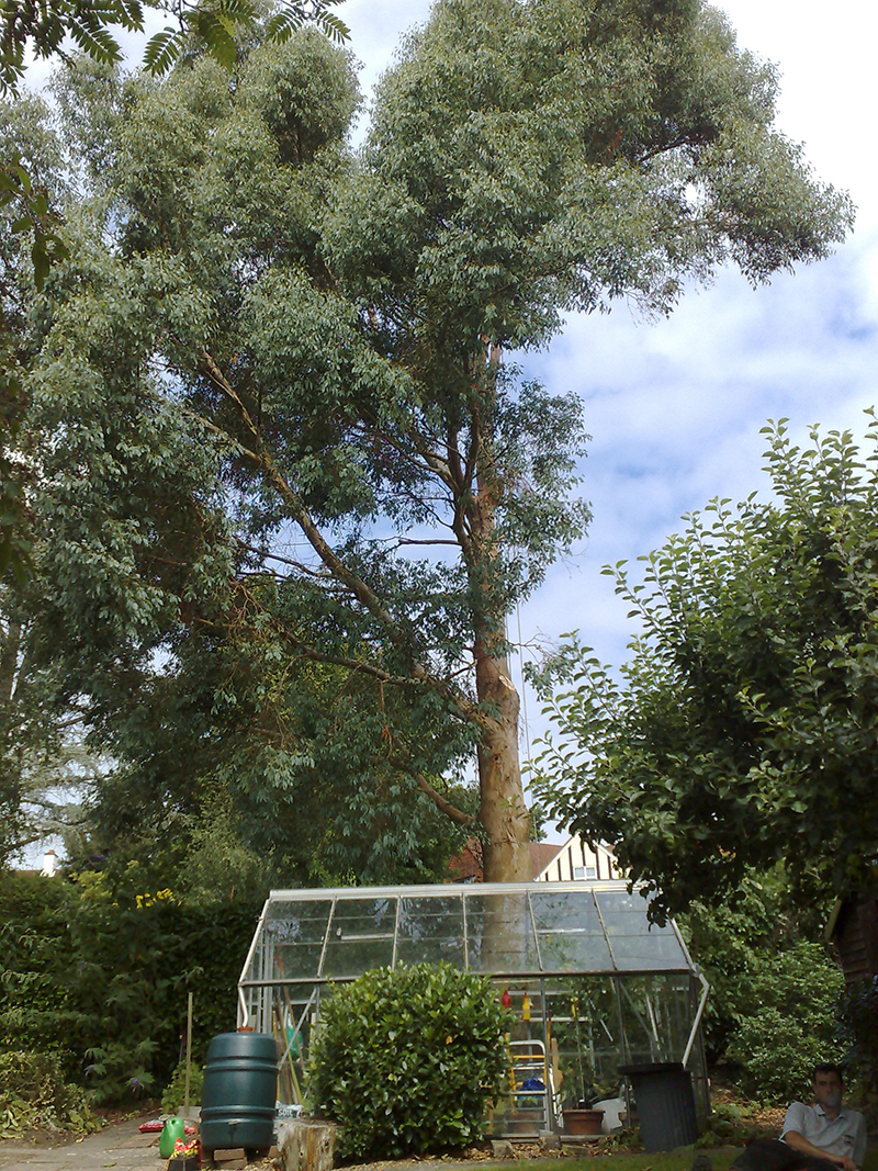 Tree Surgeon Tatsfield - ATC Tree Surgeons