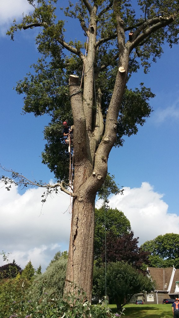 Tree Surgeon Caterham - ATC Tree Surgeons
